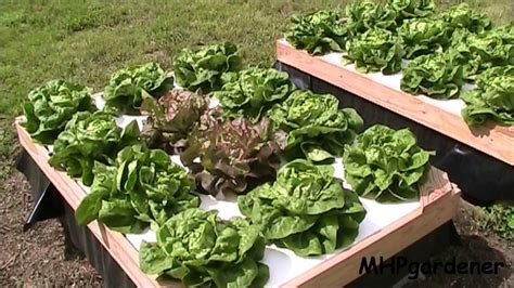 Growing Hydroponic Lettuce Outside With No Electricity Youtube