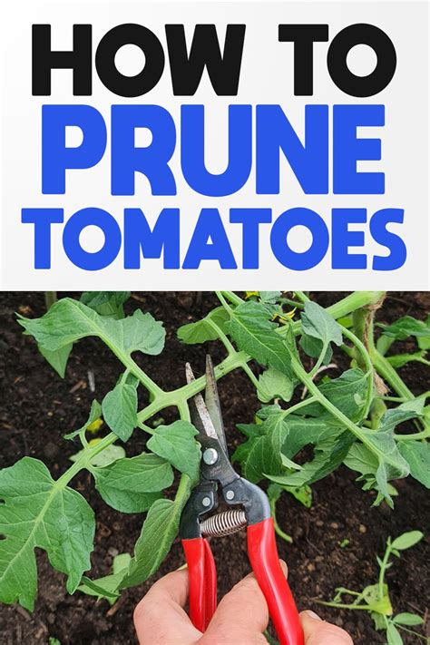 How To Grow Tomatoes A Complete Guide Artofit