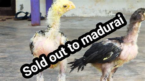 மதுரை வாடிப்பட்டிக்கு விற்ப்பனை செய்யப்பட்ட கிளி மூக்கு விசிறி வால்