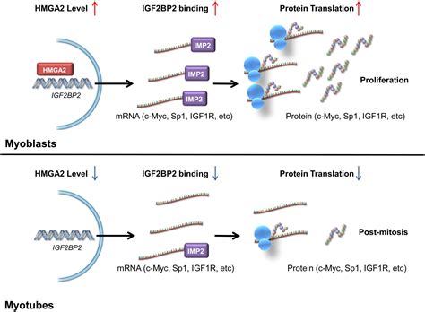 An Hmga2 Igf2bp2 Axis Regulates Myoblast Proliferation And Myogenesis