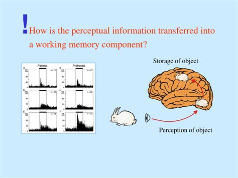 Ppt Visual Working Memory Powerpoint Presentation Free Download Id