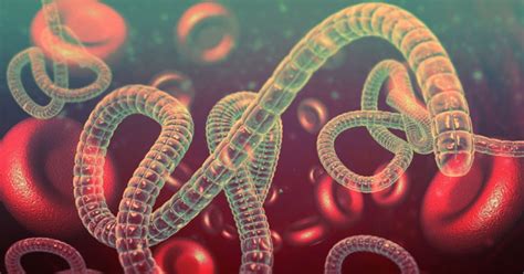Nuevo brote de ébola acumula 29 muertes cómo hacer frente a otra