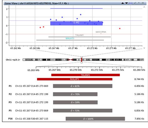 Pdf Discovery Of Long Non Coding Rna Malat1 Amplification In