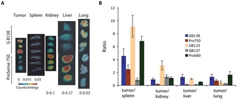 Evaluation Of Probe Distribution And Tissue Specificity A Download Scientific Diagram