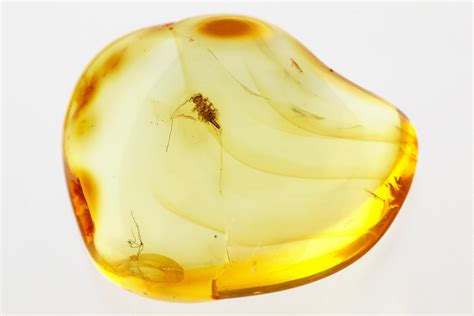 Detailed Fossil Soft Millipede Polyxenidae In Baltic Amber 275487