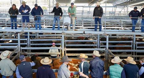 Nlis Tagging Protocols For Cattle Integrity Systems