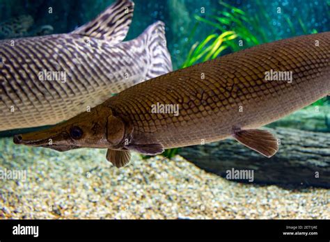 Arapaima Gigas Also Known As Pirarucu Is A Species Of Arapaima Native