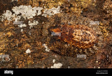 Cockroach Lanxoblatta Rudis Camouflaged On Bark Leticia Amazon