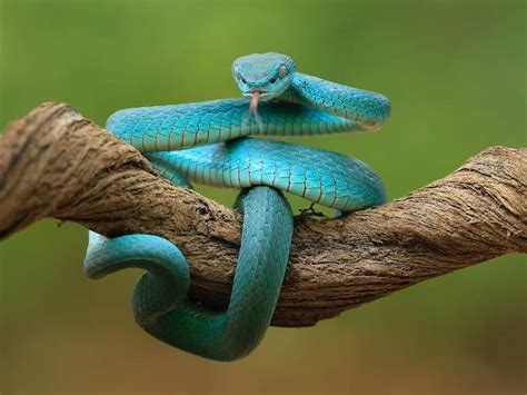 What Eats Bees Beekeeping 101