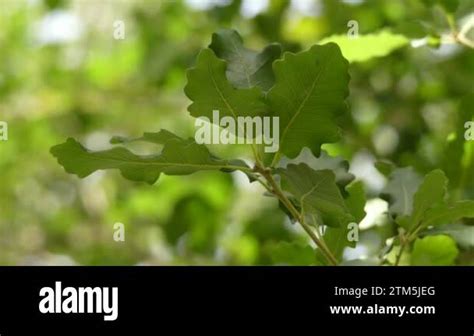 Quercus Macrocarpa The Bur Oak Sometimes Spelled Burr Oak Is A