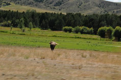 Visiting Montana And Ted Turner At His Wonderful Ranch The Martha