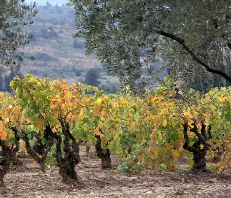 Domaine De La Rose Des Vents