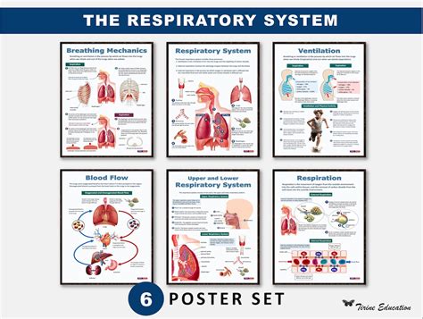 Respiratory System Poster Set Human Biology Science Poster Set