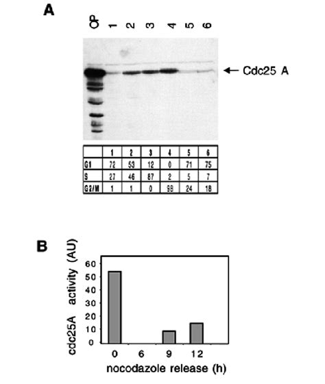 A Cells Were Synchronized At The G 1 S Border By A Thymidine Block