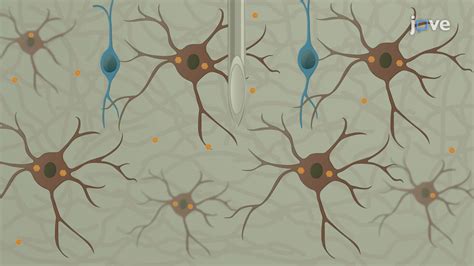 Stereotactic Microinjection Of A Viral Vector For Gene Manipulation In A Mouse Pup Striatum