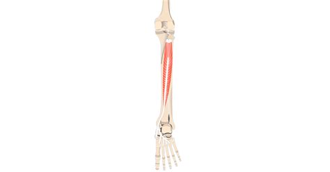 Tibialis Posterior Muscle Attachments Actions And Innervation