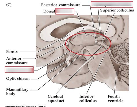 Diencefalon Neuro Diagram Quizlet