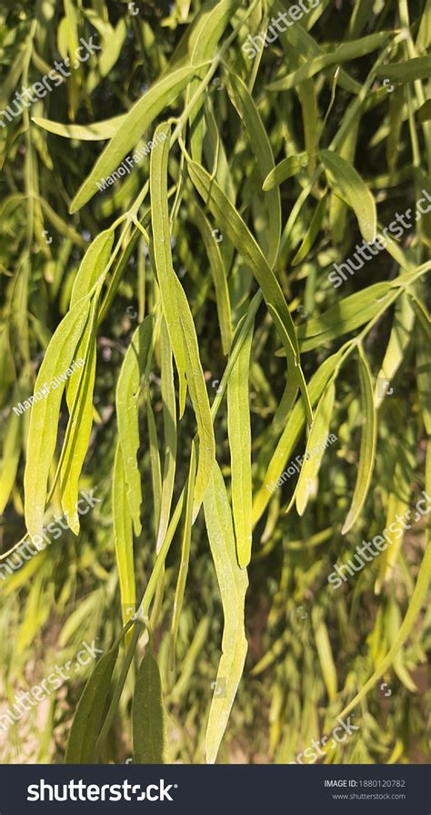 Miswak Plant