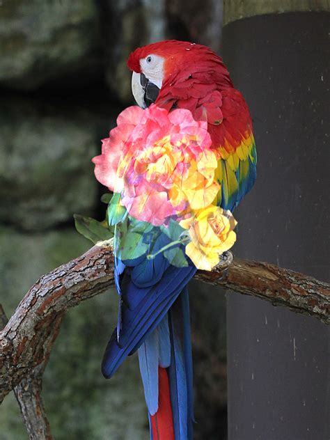 Clown Fish Cafe GIMP S Layer Modes Somewhat Demystified Part 1 Normal To Addition