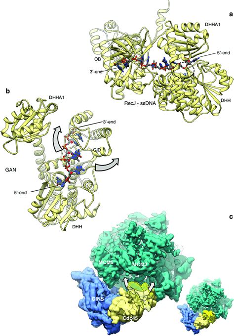 Structure Of Bacterial Recj Bound To Ssdna And Possible Insights Into