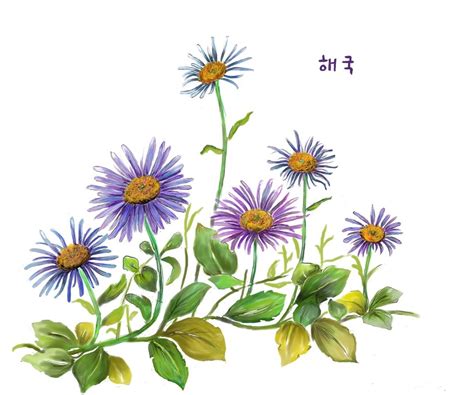 06화 가을꽃 해국