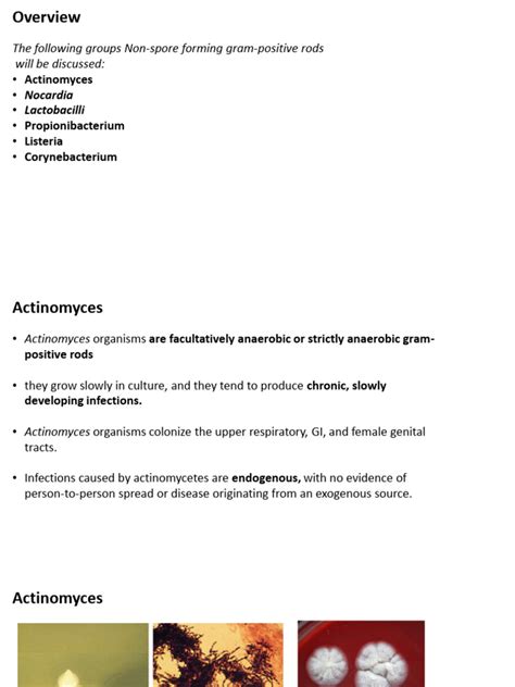 Gram Positive Rods Non Spore Forming Group 9 Pdf Infection Lactobacillus
