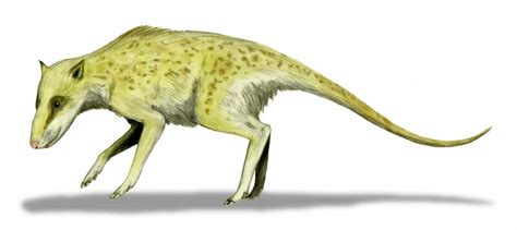 Indohyus Wikipedia