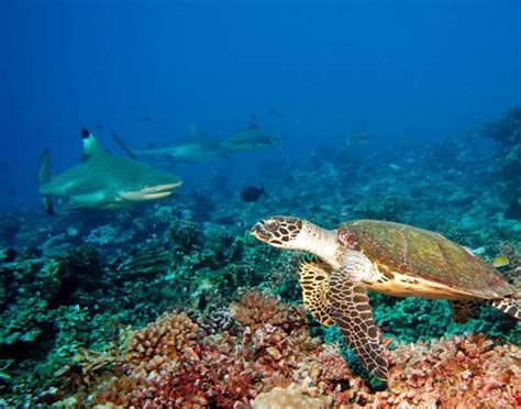 Turtle And Shark Alchetron The Free Social Encyclopedia