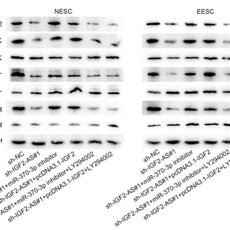 Western Blot Assays Were Conducted To Measure The Key Protein Levels Of