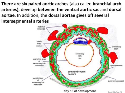 Solution Anatomy 10 Development Of Aorta Studypool