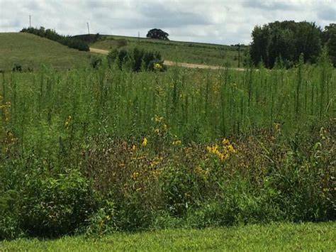 Usda Conservation Reserve Program Crp Field Planted For 58 Off