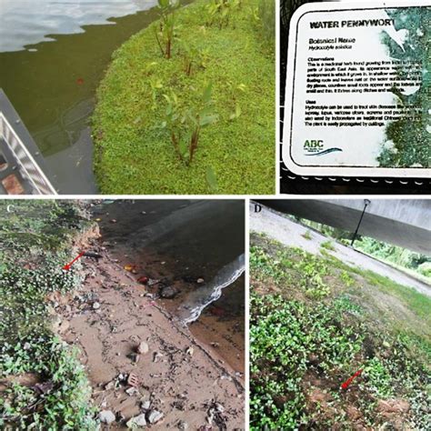 Sengkang Floating Wetland A Floating Mats Of Hydrocotyle