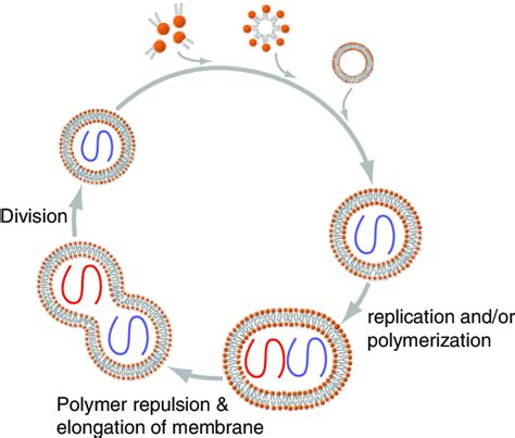 9 Entropy Driven Segregation Of Encapsulated Polymers And Its Potential