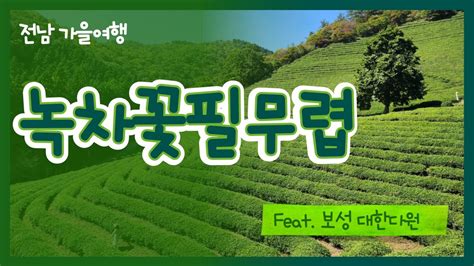 녹차꽃이피었습니다보성 대한다원가을여행 Youtube