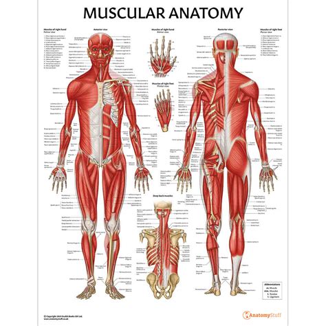 Anatomy Chart Collections Poster Bundles Anatomystuff