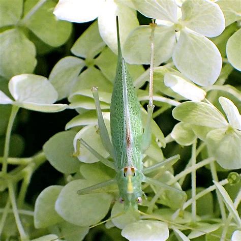 Bug Othe Week Drumming Katydid Riveredge Nature Center