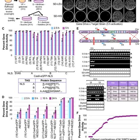 Crispr Gene Drives In Yeast Using Various Nls And Nes Fused To
