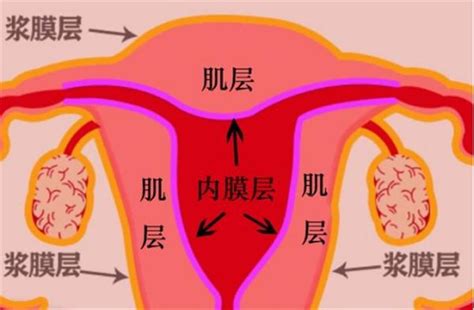 什么是子宫内膜容受性对胚胎着床有哪些作用 知乎