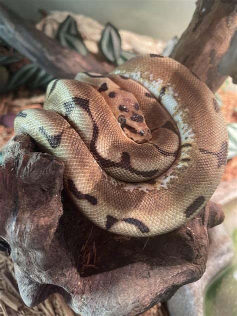 Are Breeders Who Sell Bee And Spider Morphs Unethical R Ballpython