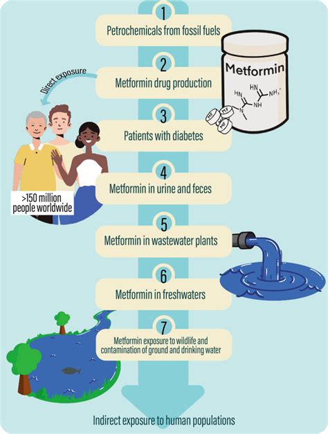 Hypothesis Metformin Is A Potential Reproductive Toxicant Abstract Europe PMC