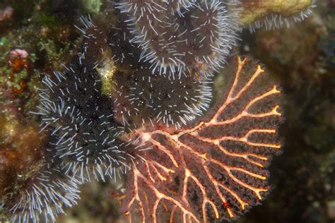 Photos Of Lace Corals And Moss Animals Phylum Bryozoa