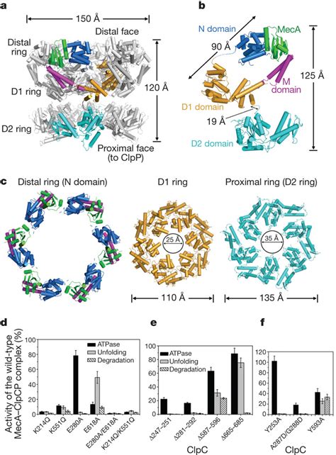Architecture Of The Mecaclpc Molecular Machinea Overall Structure Of Download Scientific