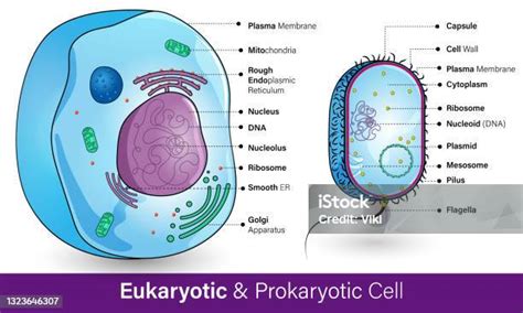 Comparaison Entre Les Cellules Procaryotes Et Eucaryotes Sur Fond Blanc