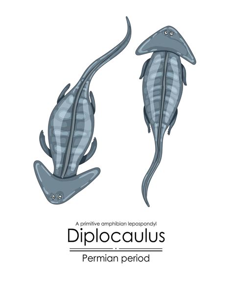 Diplocaulus A Prehistoric Primitive Amphibian 42579031 Vector Art At