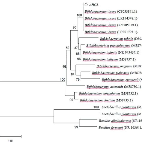 Phylogenetic Tree Constructed Based On 16s Rrna Gene Sequence Ofahc3