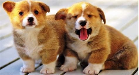 Pembroke Welsh Corgi Puppies For Sale East State Boulevard FL 218633