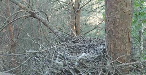 A Chronicle Of The African Goshawks Reign In The Wilderness The