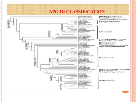 Apg Iii Classificationpdf