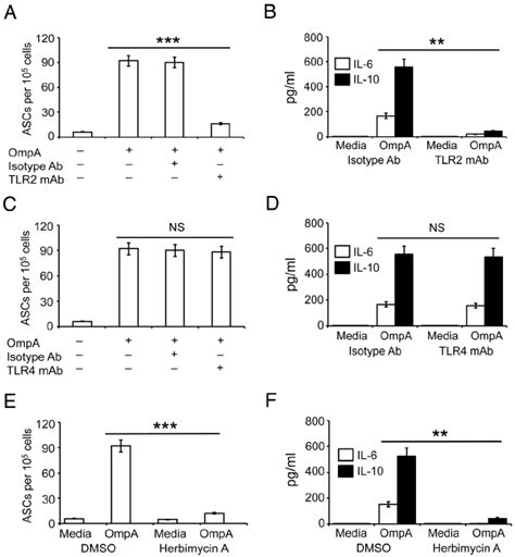 Involvement Of Tlr2 And Protein Tyrosine Kinase In The Ompa Induced B