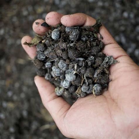 Jual Pupuk Organik Tai Kambing Murni Kering 1 Kg Shopee Indonesia